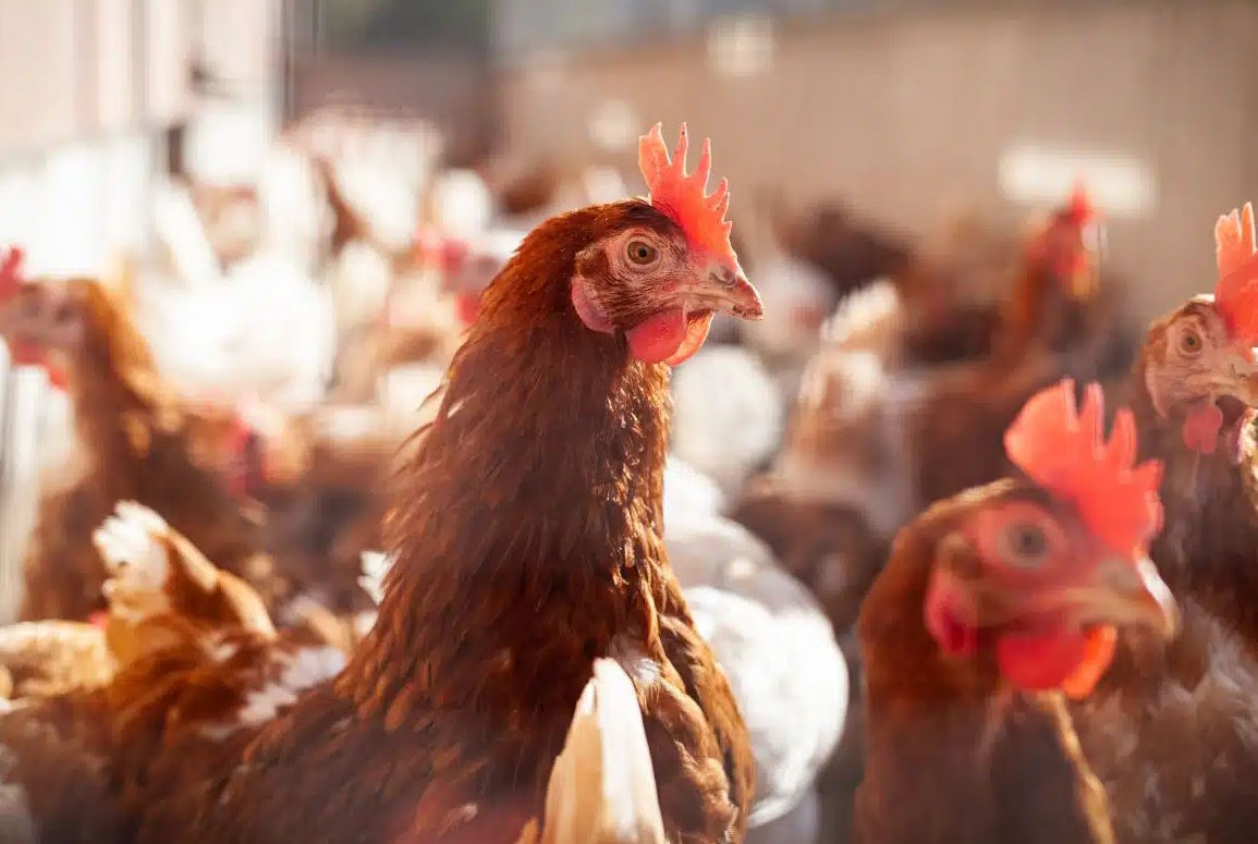 Vetappro – Hygiène – Nuisibles – Conseil – Solutions